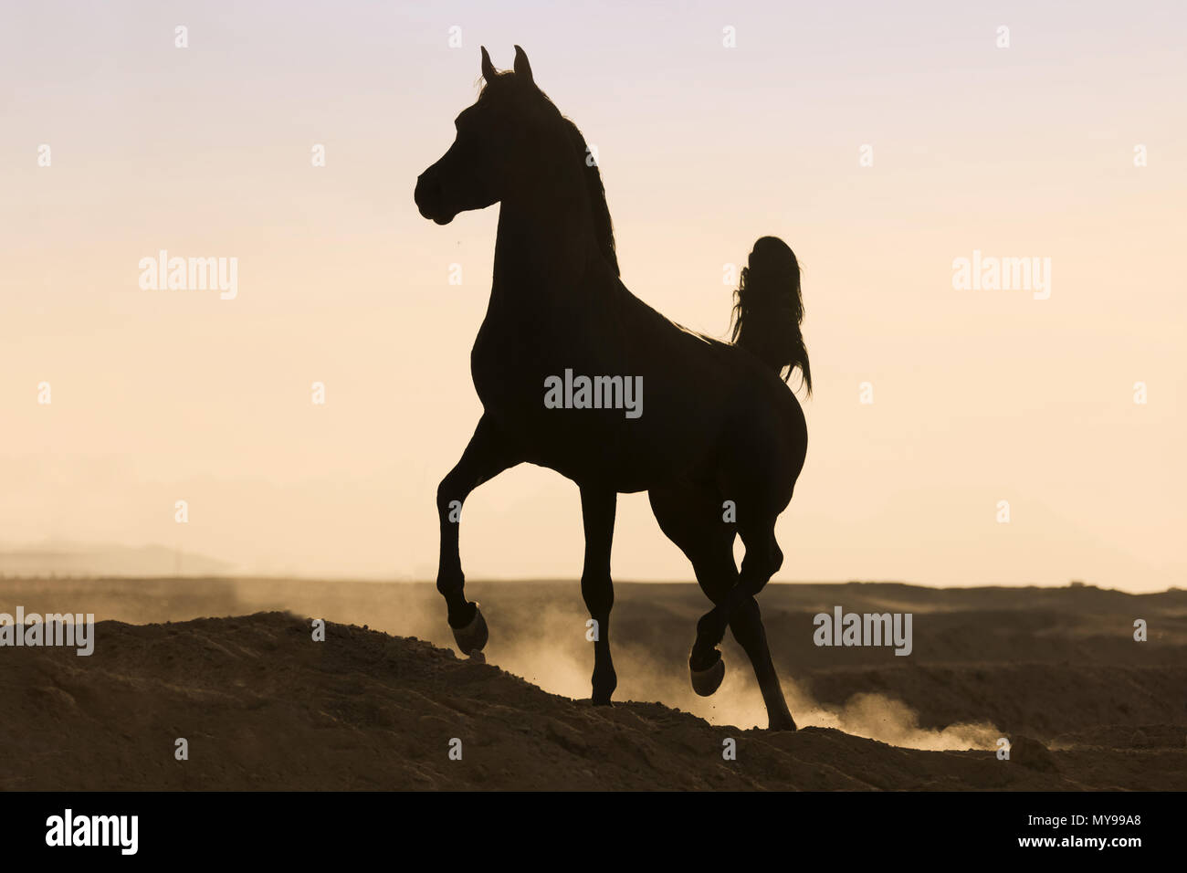 Arabian Horse. Black stallion trotting in the desert, silhouetted ...