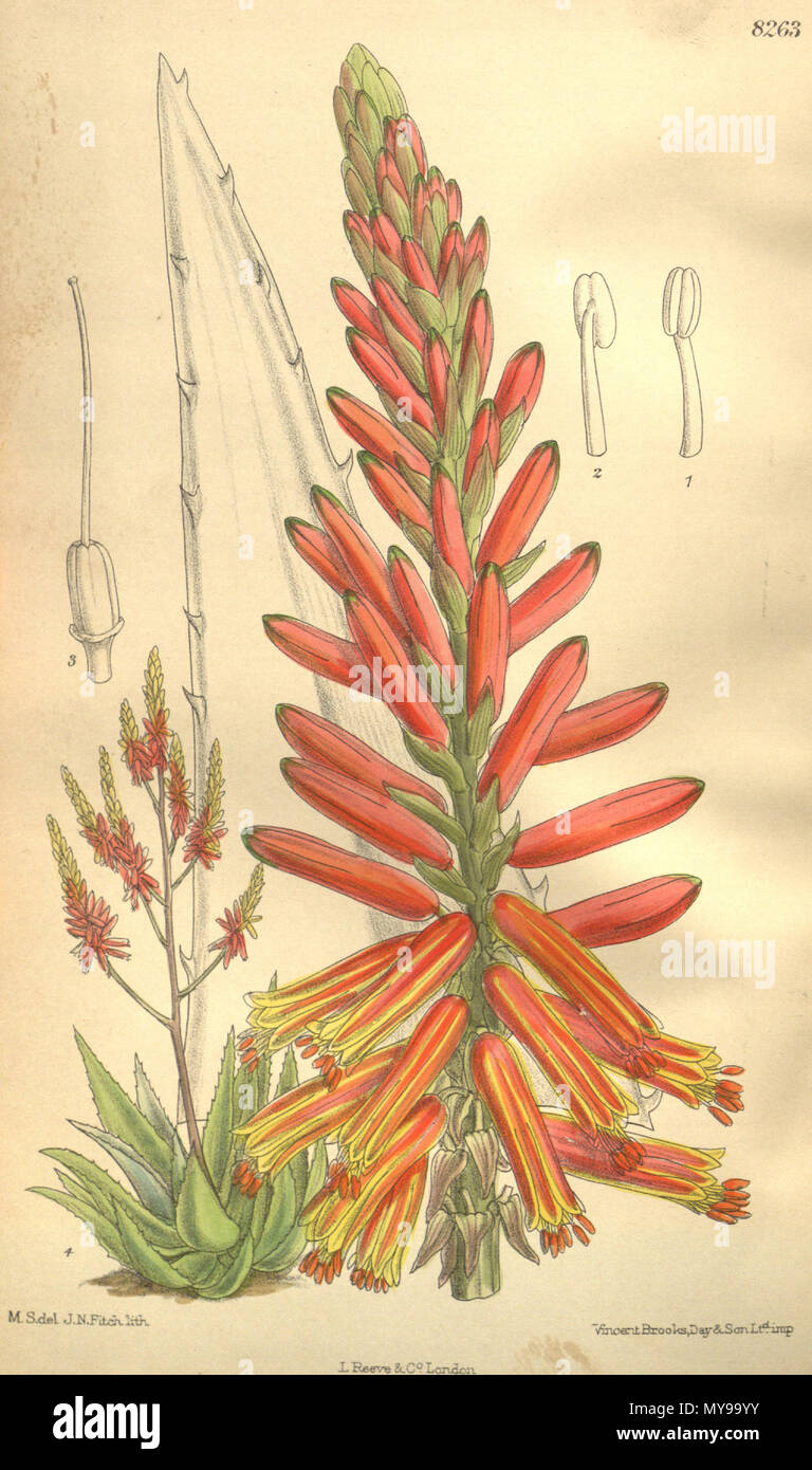 Aloe anatomy hi-res stock photography and images - Alamy
