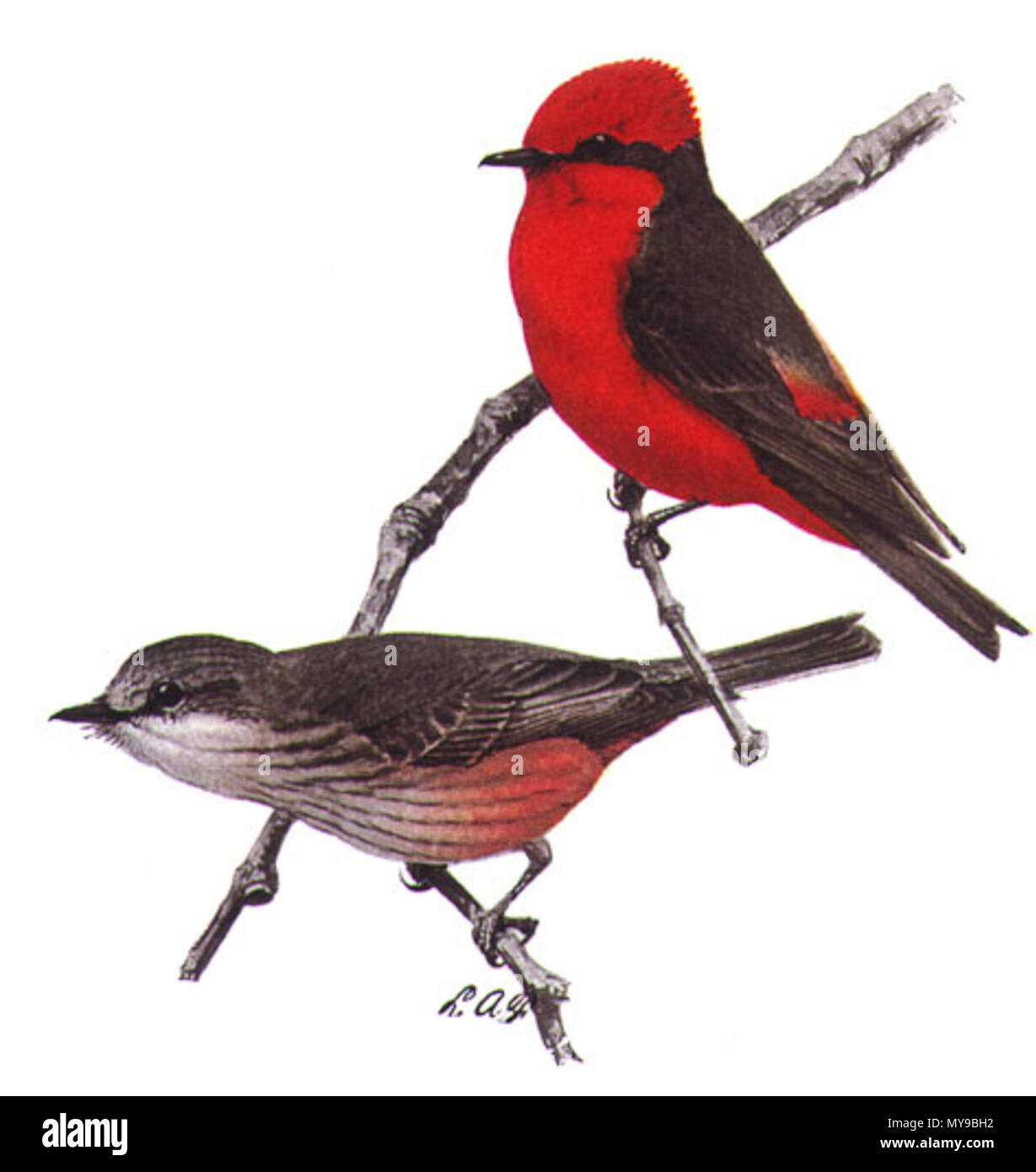 . Vermilion Flycatcher, Pyrocephalus rubinus, male (above), and female ...