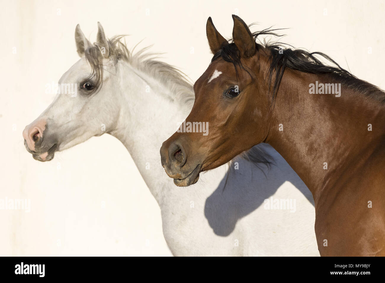 Bay Egyptian Arabian