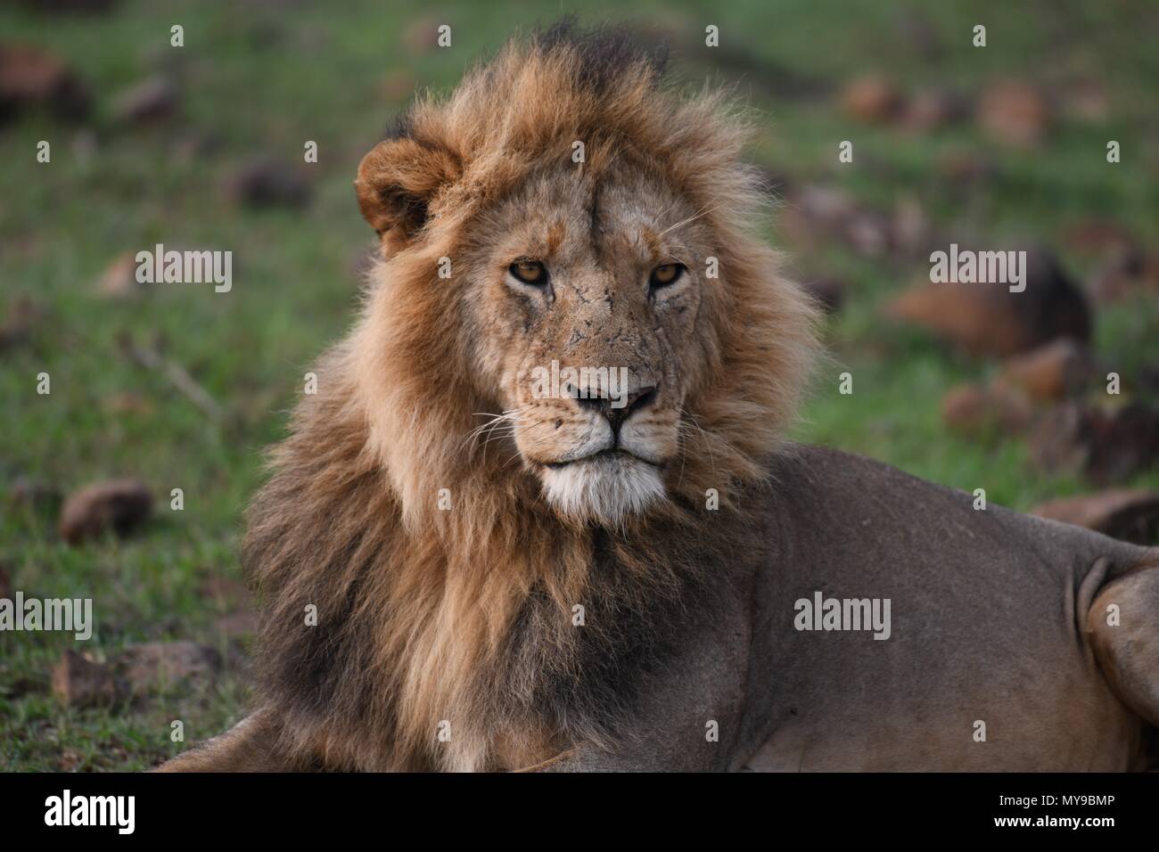 Male Lion resting on the Maasai Mara plains (Panthera leo). Kenyan ...