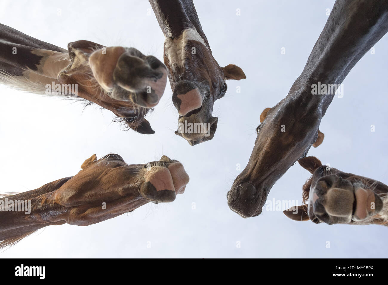 Many various herd mare hi-res stock photography and images - Alamy