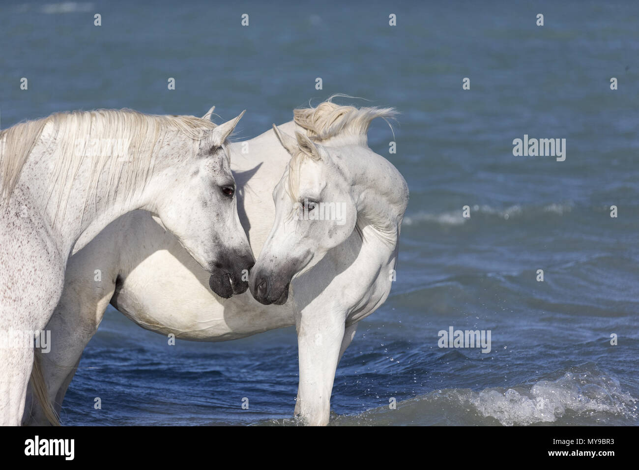 Sniffing at each other egypt hi-res stock photography and images - Alamy