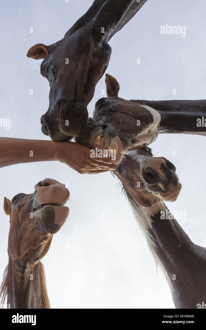Many various herd mare hi-res stock photography and images - Alamy