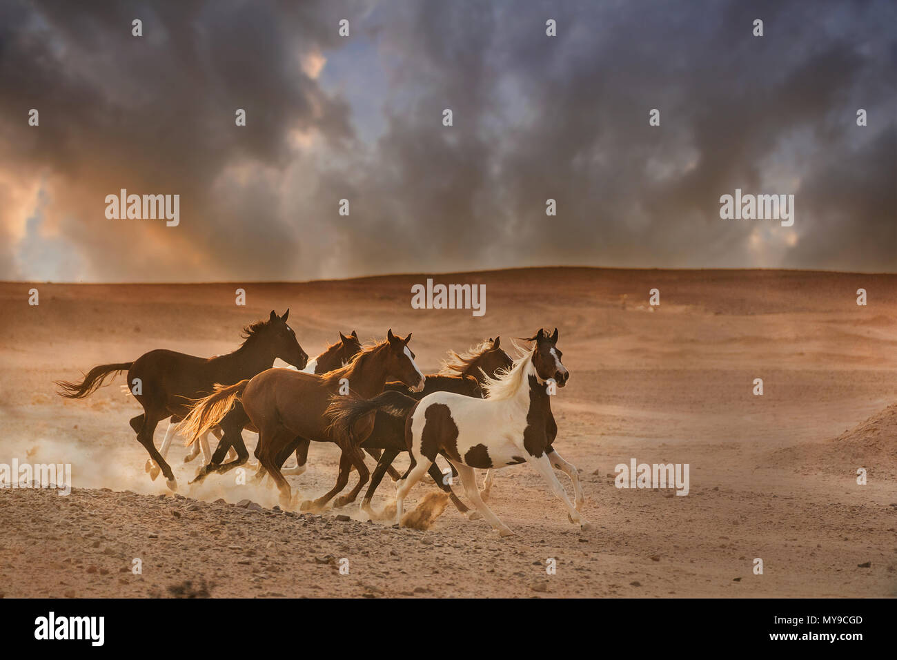 Arabian Horse. Five juvenile mares galloping in the desert in evening ...