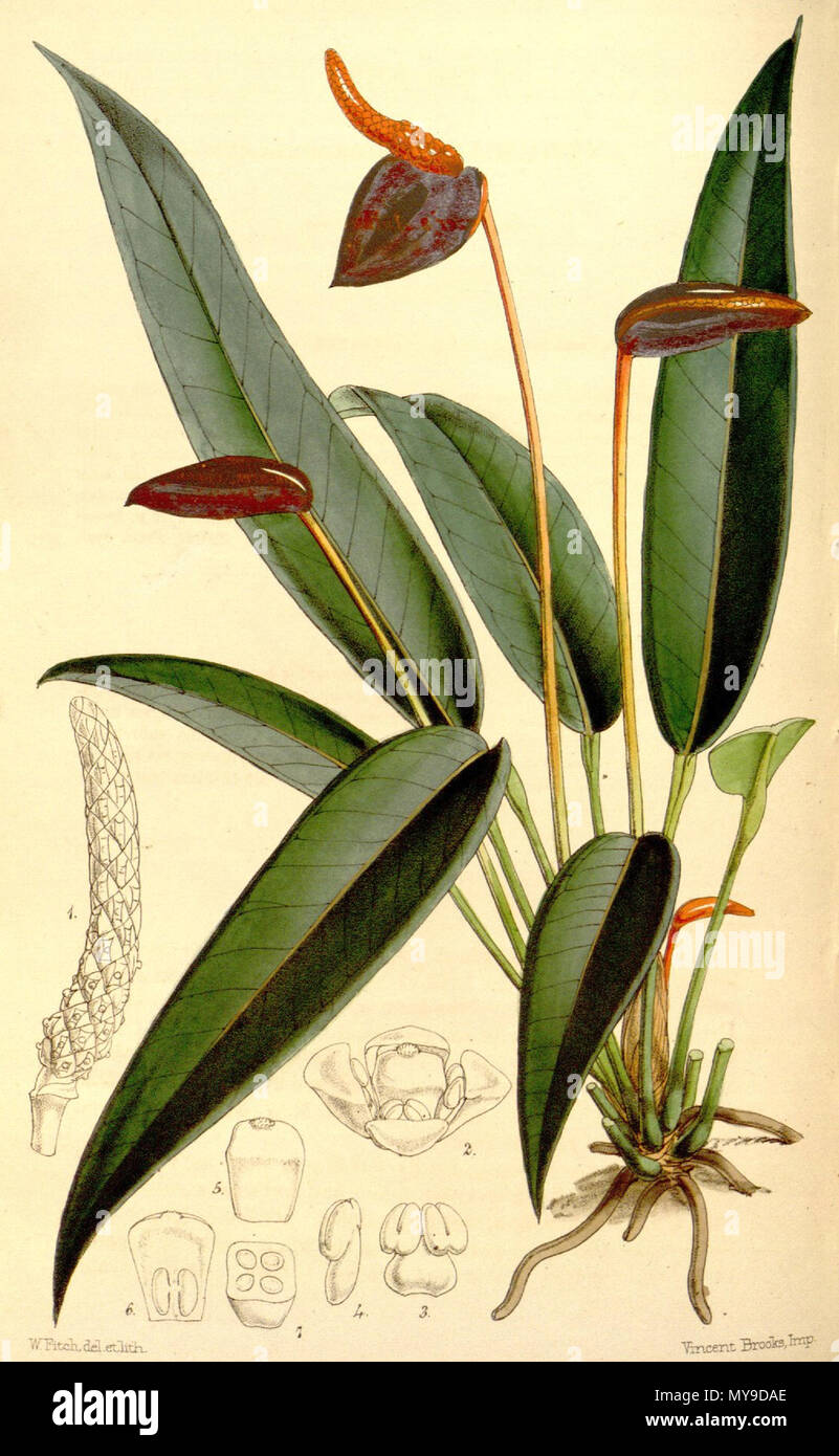 . English: Anthurium scherzerianum botanical drawing . 1862. W. Fitch ...