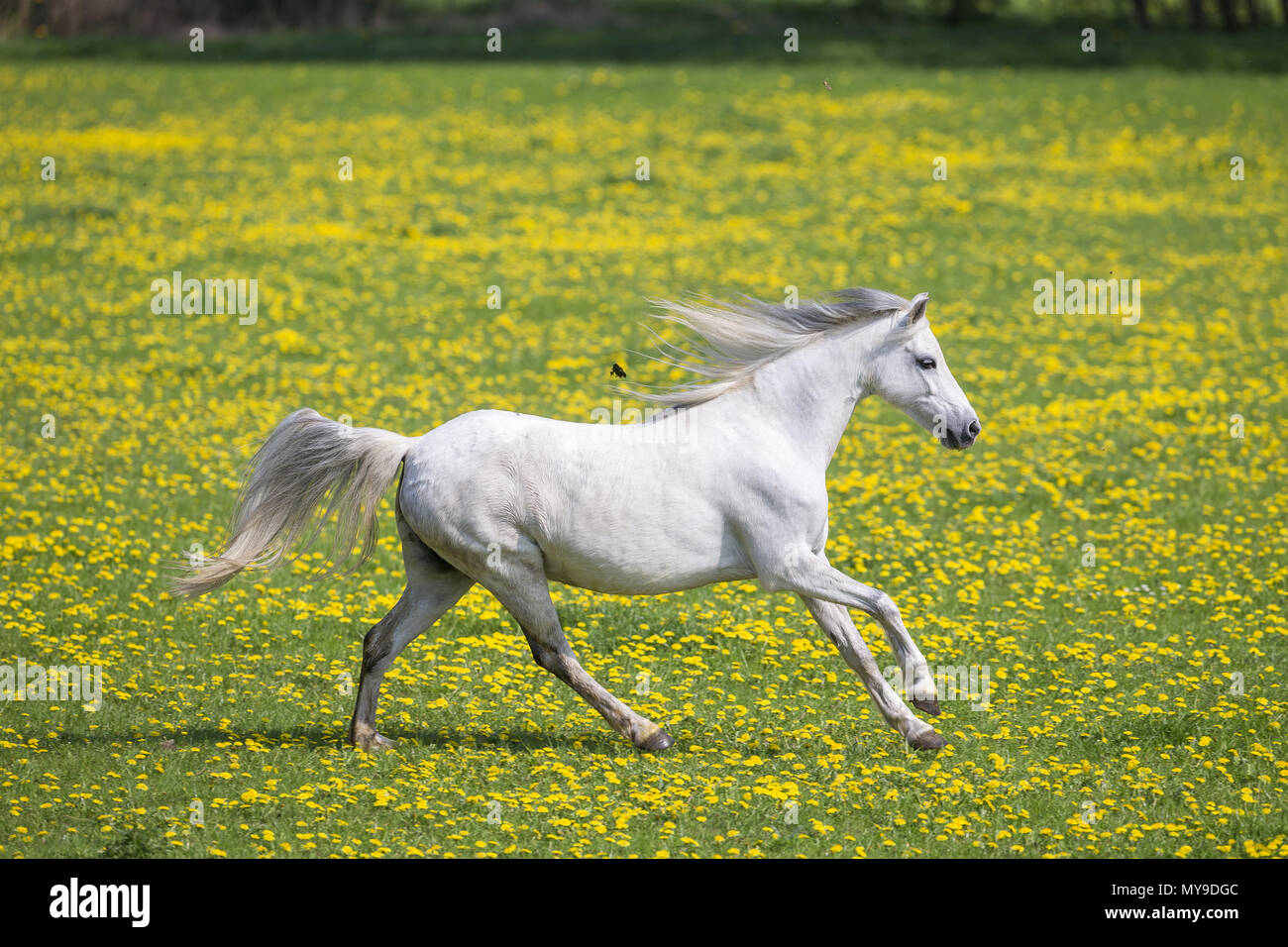 Welsh Pony (Section B). Gray mare galloping on a meadow. Germany Stock ...