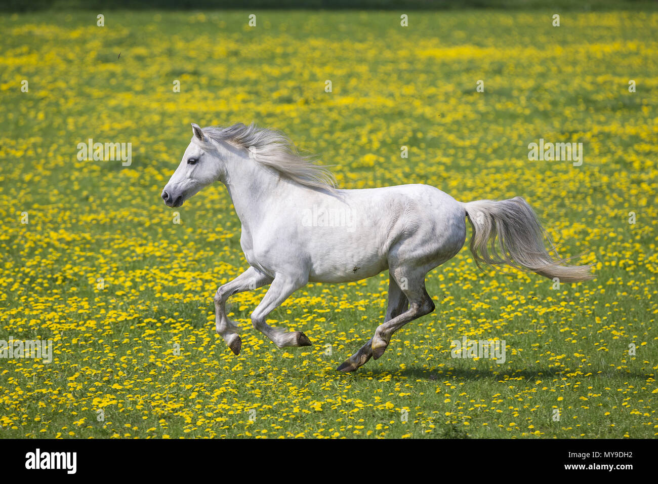 Welsh Pony (Section B). Gray mare galloping on a meadow. Germany Stock ...