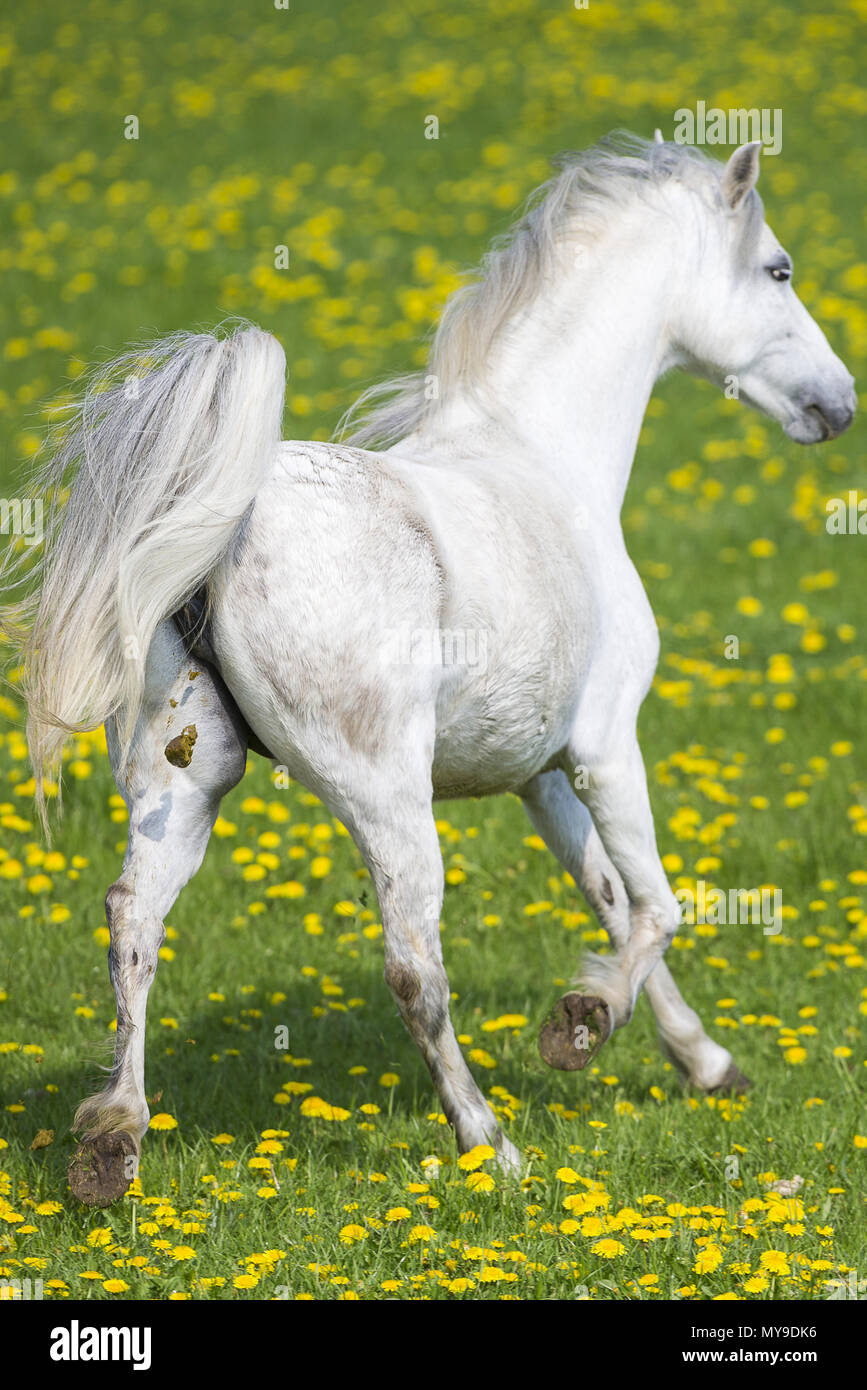 Welsh Pony (Section B). Gray mare galloping on a meadow, defecating ...