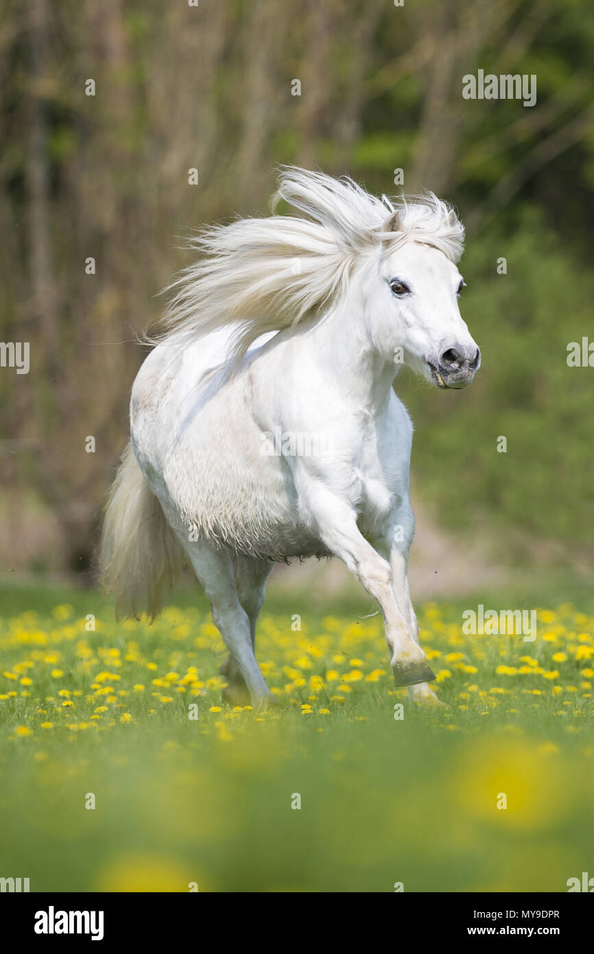 Grey Shetland Pony High Resolution Stock Photography and Images - Alamy