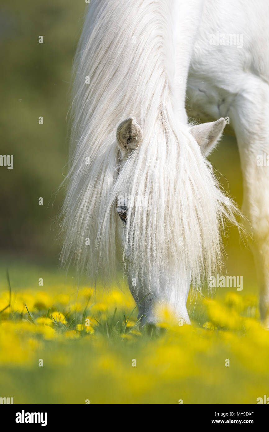 Grey shetland pony hi-res stock photography and images - Alamy