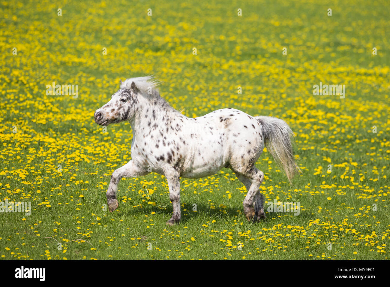 Shetland Pony. Leopard-spotted gelding trotting on a meadow. Germany ...