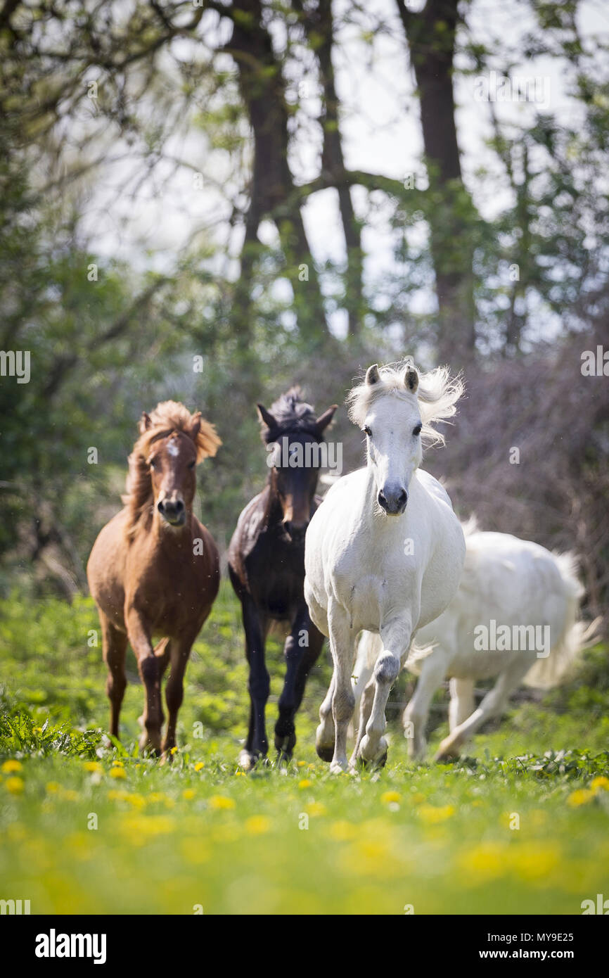 Welsh Pony (Section B). Gray mares, weaner (German Riding Pony) and ...