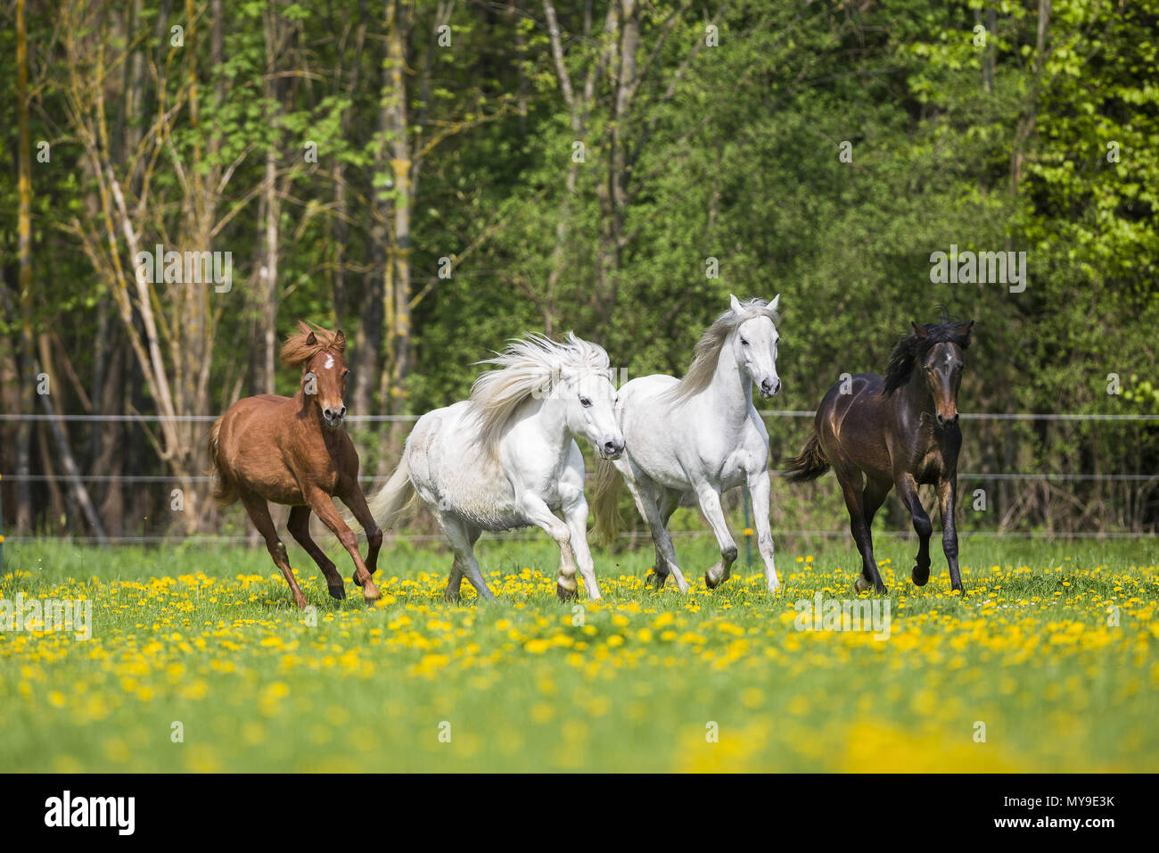 Welsh pony riding hi-res stock photography and images - Alamy