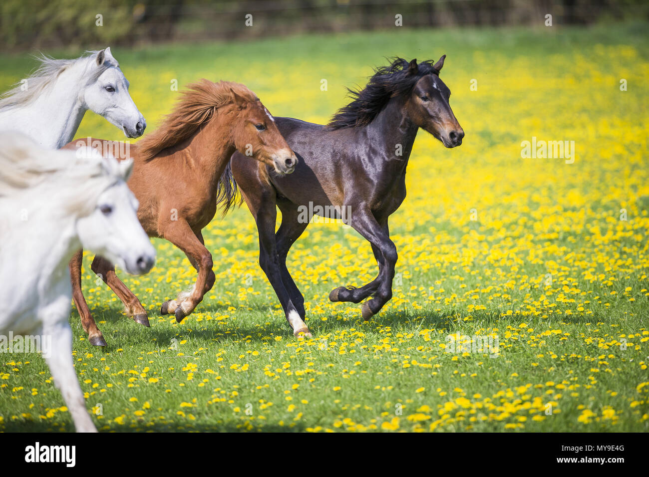 Welsh pony section b hi-res stock photography and images - Alamy