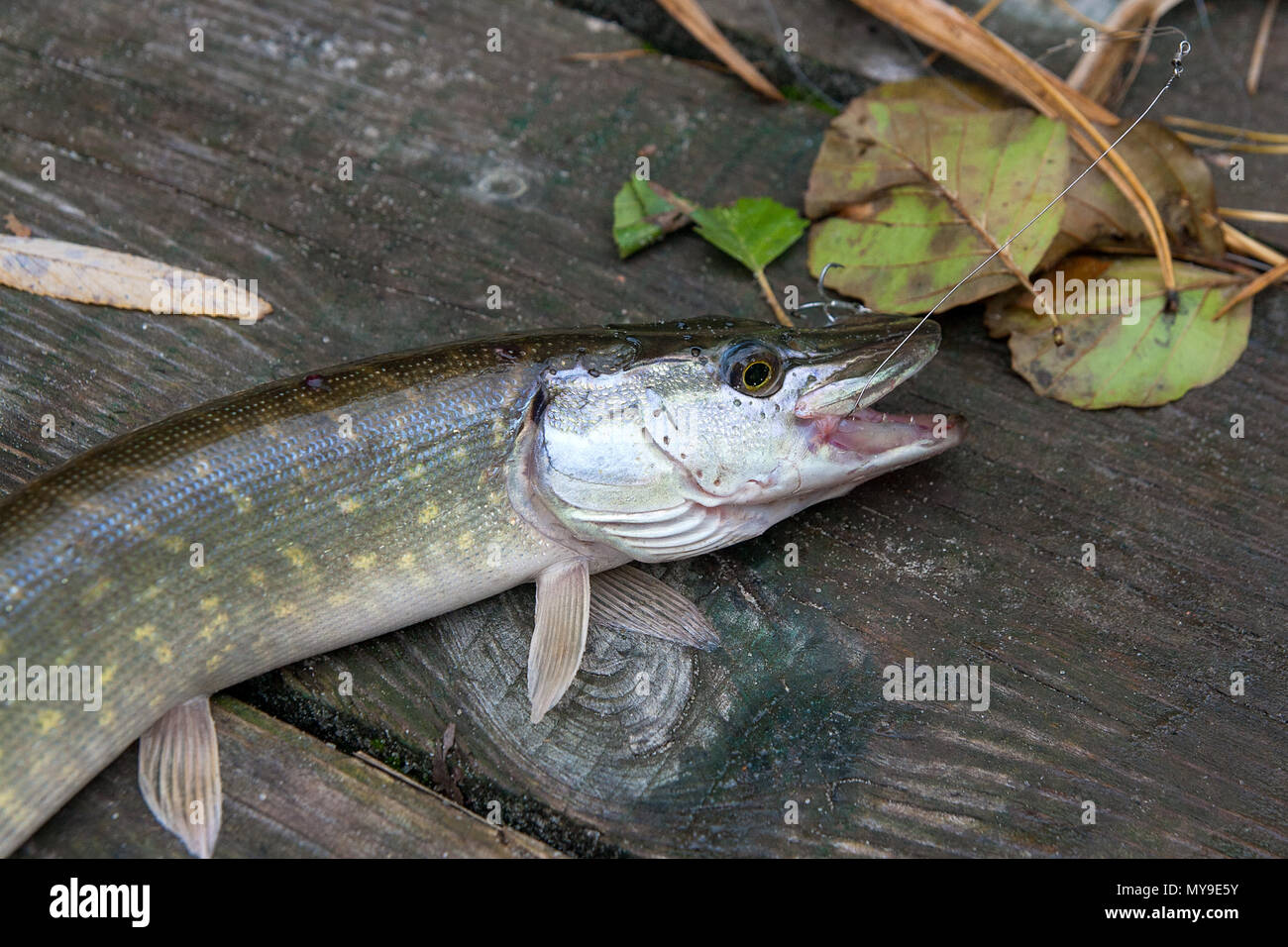 Freshwater Northern pike fish know as Esox Lucius lying on vintage ...