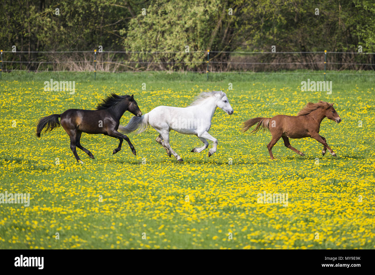 Welsh pony section b hi-res stock photography and images - Alamy