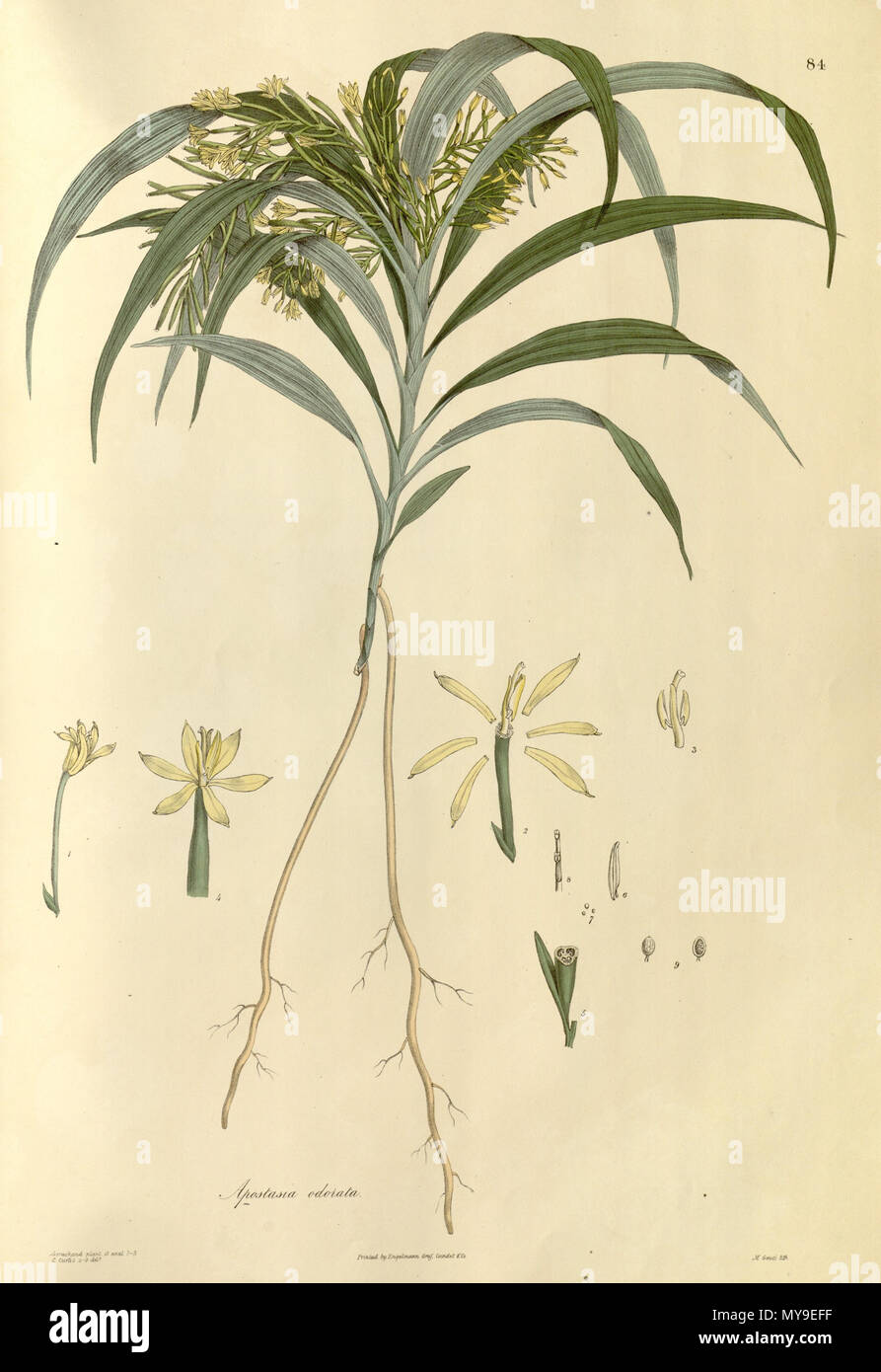 . Illustration of Apostasia wallichii . 1830. Nathaniel Wallich (1786 ...