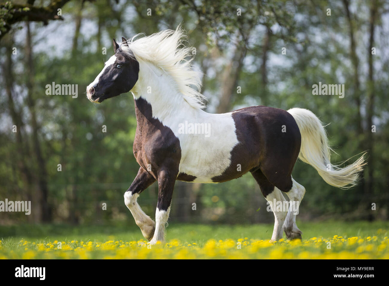 Pinto gelding trotting hi-res stock photography and images - Alamy