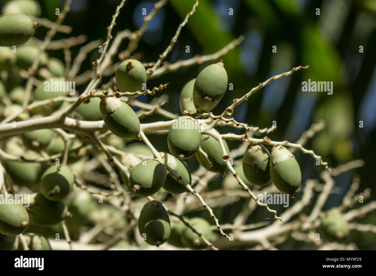 Close up of Green palm tree seed Stock Photo - Alamy