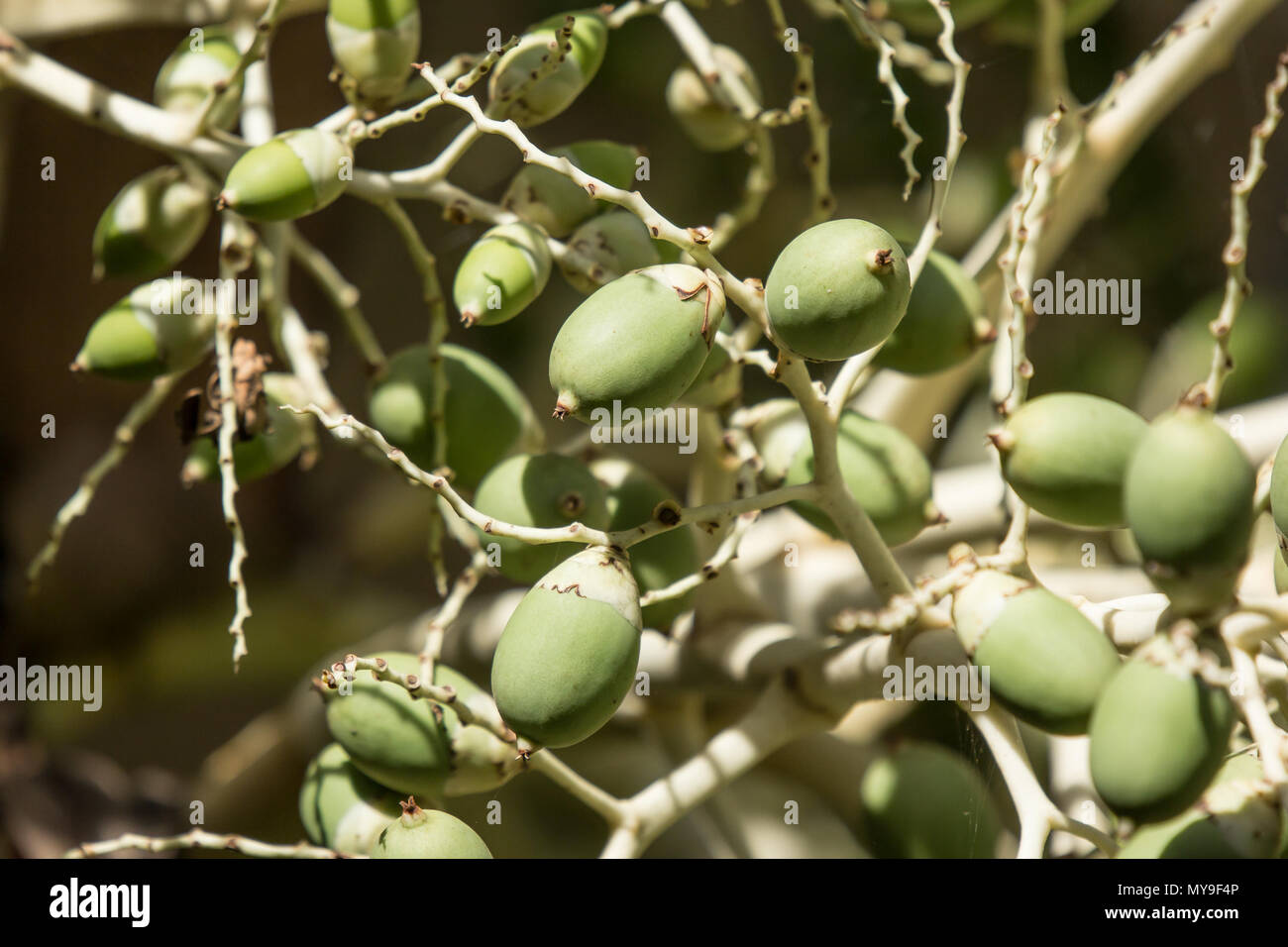 Close up of Green palm tree seed Stock Photo - Alamy