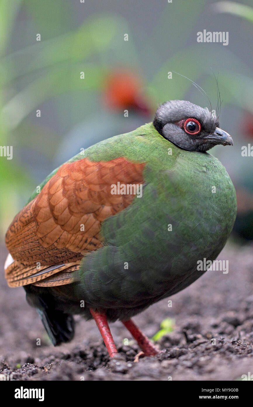 Crested Partridge (Rollulus rouloul) CAPTIVE Stock Photo - Alamy