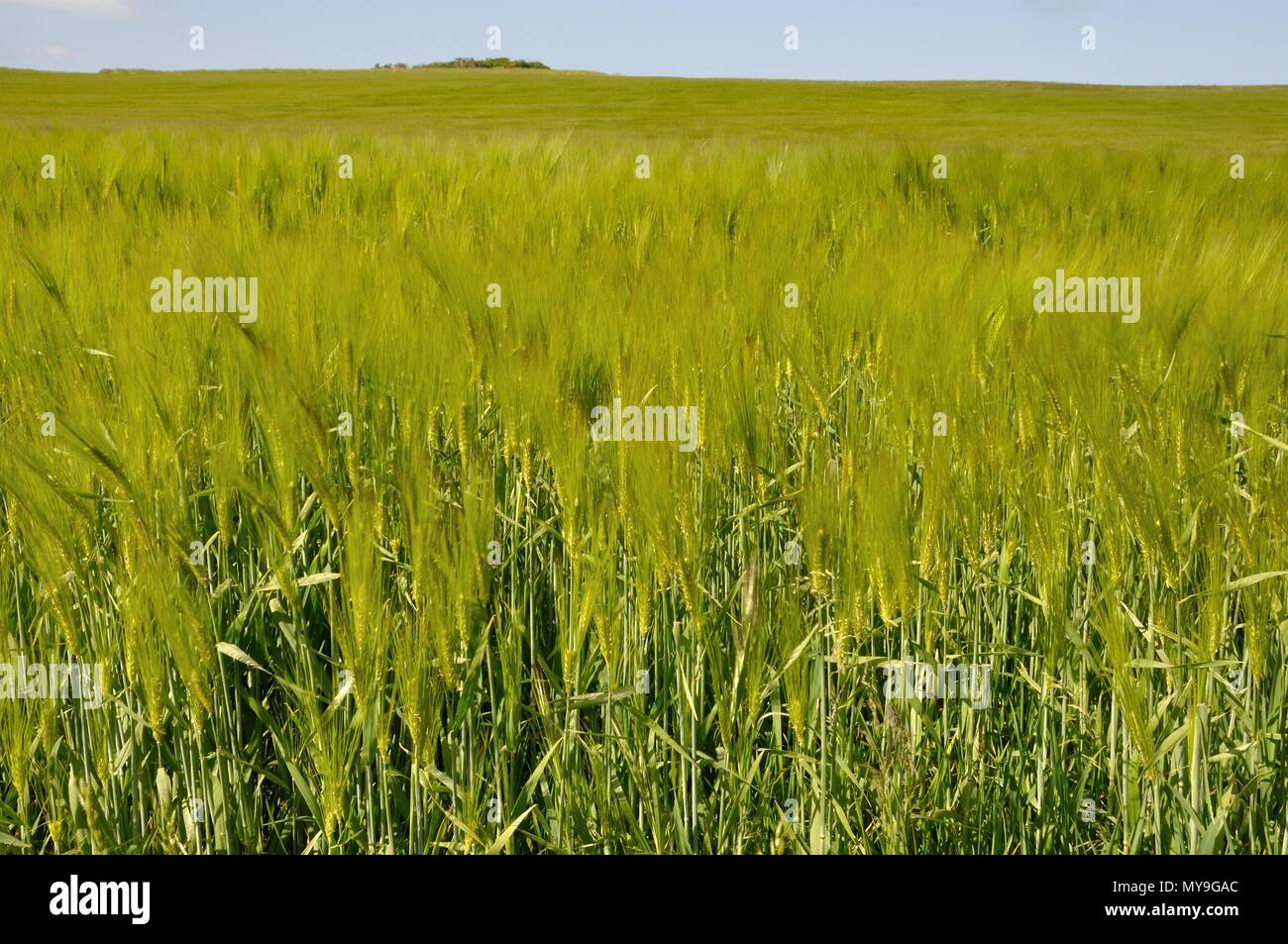 A field of barley Stock Photo - Alamy