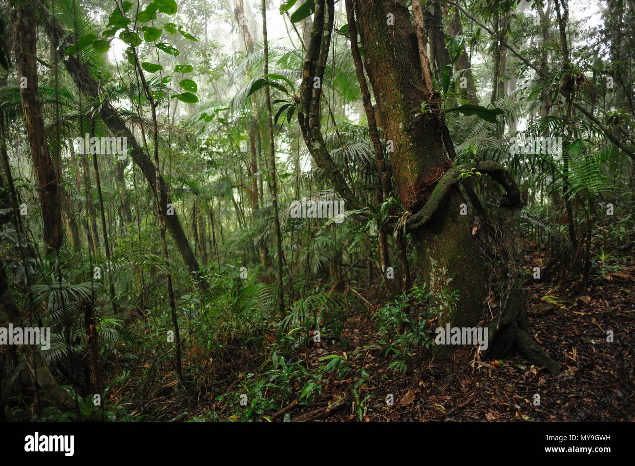 Interior of Atlantic Rainforest of SE Brazil Stock Photo - Alamy