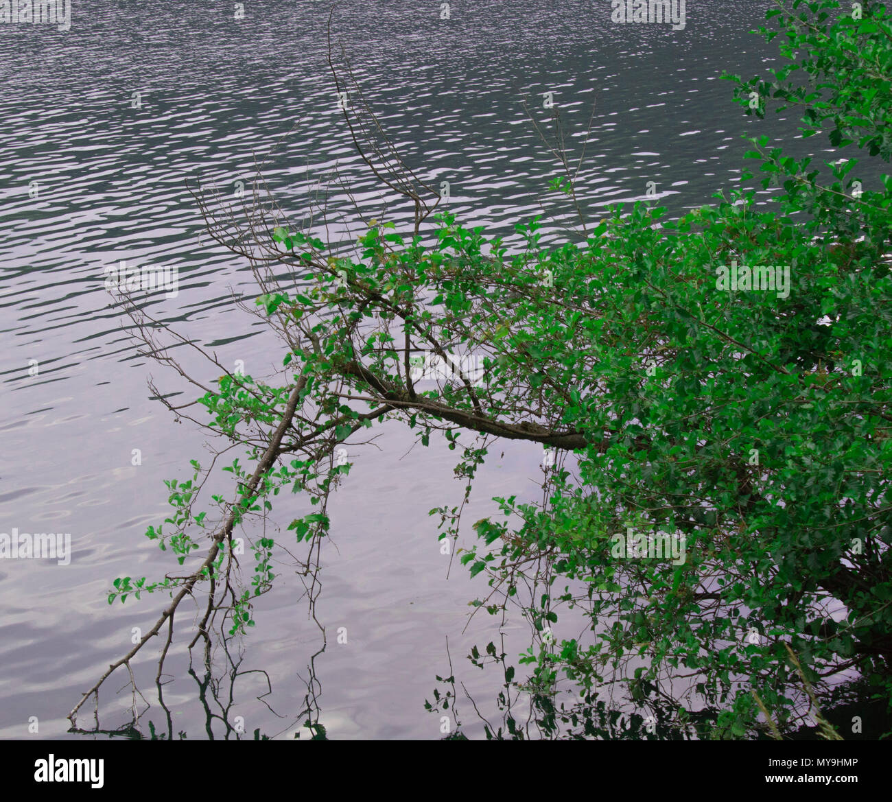 Branch on the water Stock Photo - Alamy