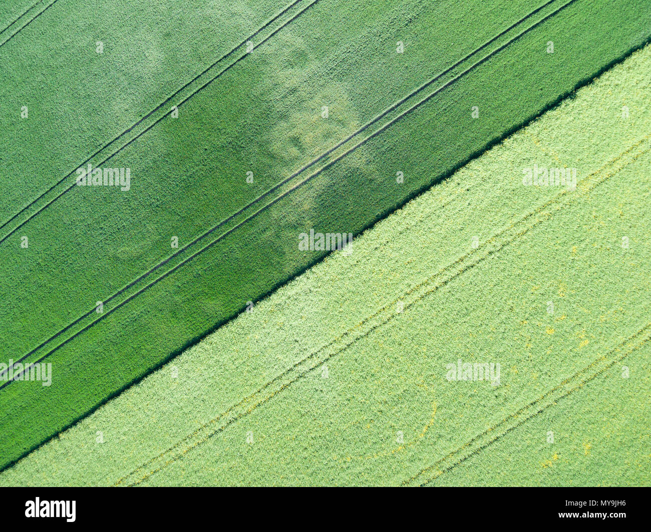 Aerial view of green field of grain Stock Photo - Alamy