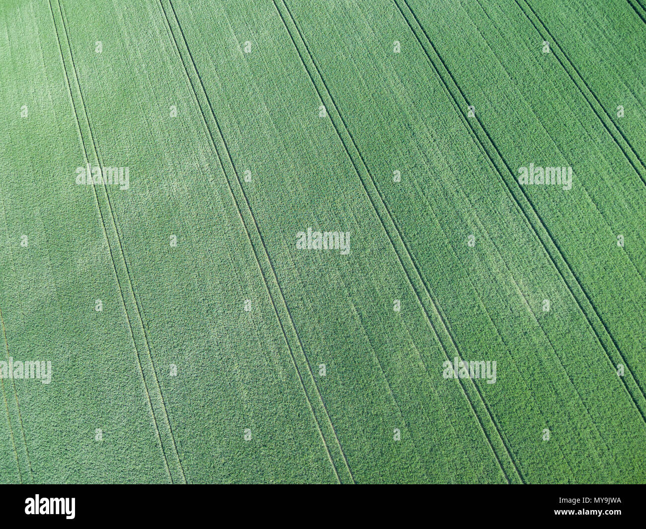 Aerial view of green field of grain Stock Photo - Alamy