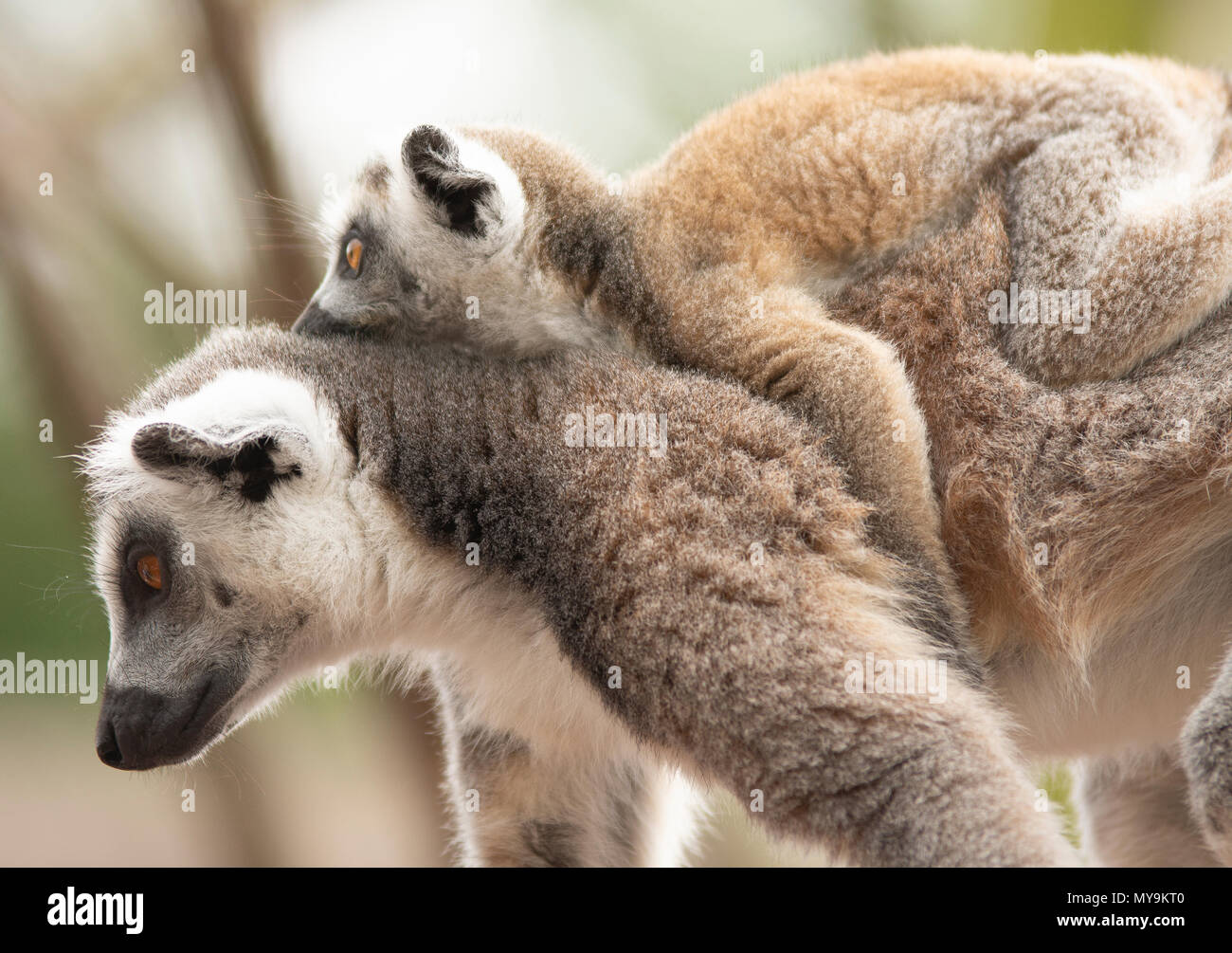 Lemurs in Pairi Daiza zoo, Belgium Stock Photo - Alamy