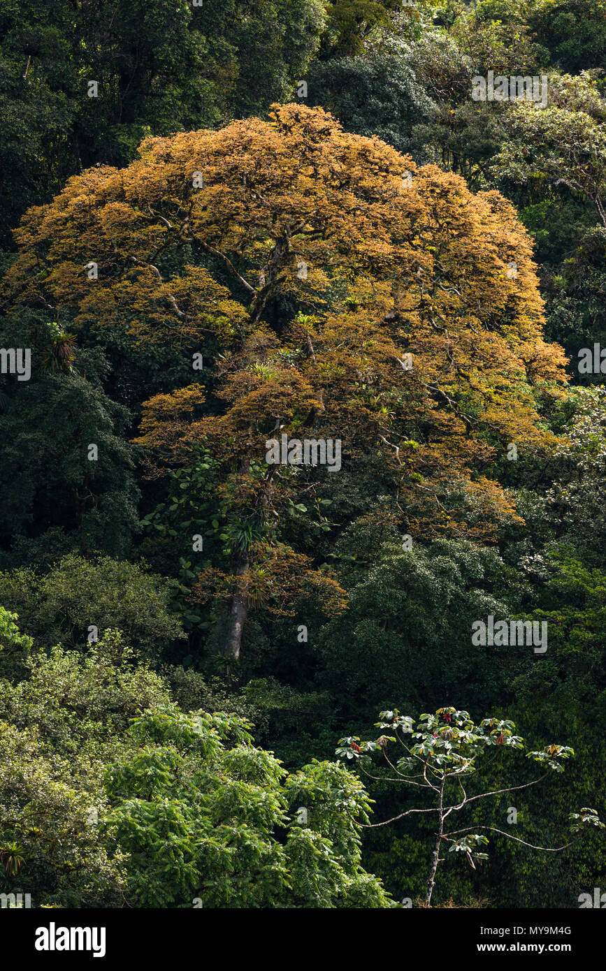 Big Jatobá trees (Hymenaea courbaril) with colorful new leaves, in ...