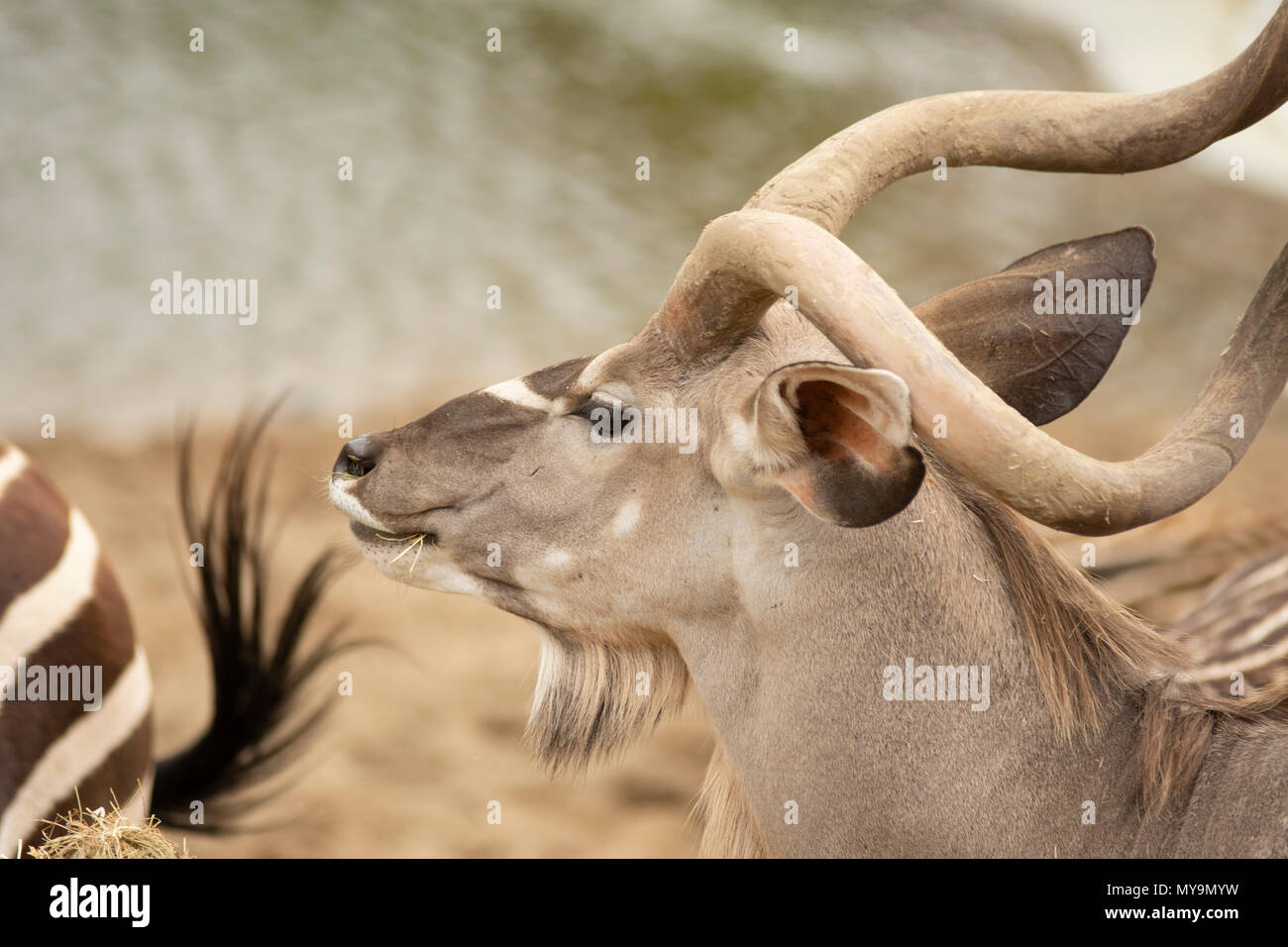 animals in Pairi Daiza Stock Photo - Alamy