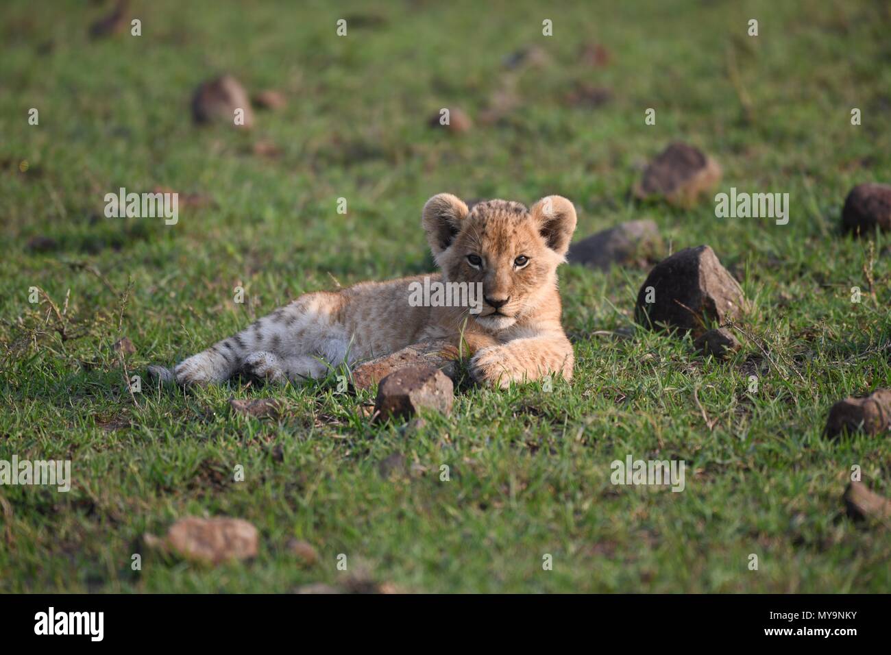 Lion cub resting in the sun on the green grass of the Maasai Mara Stock ...