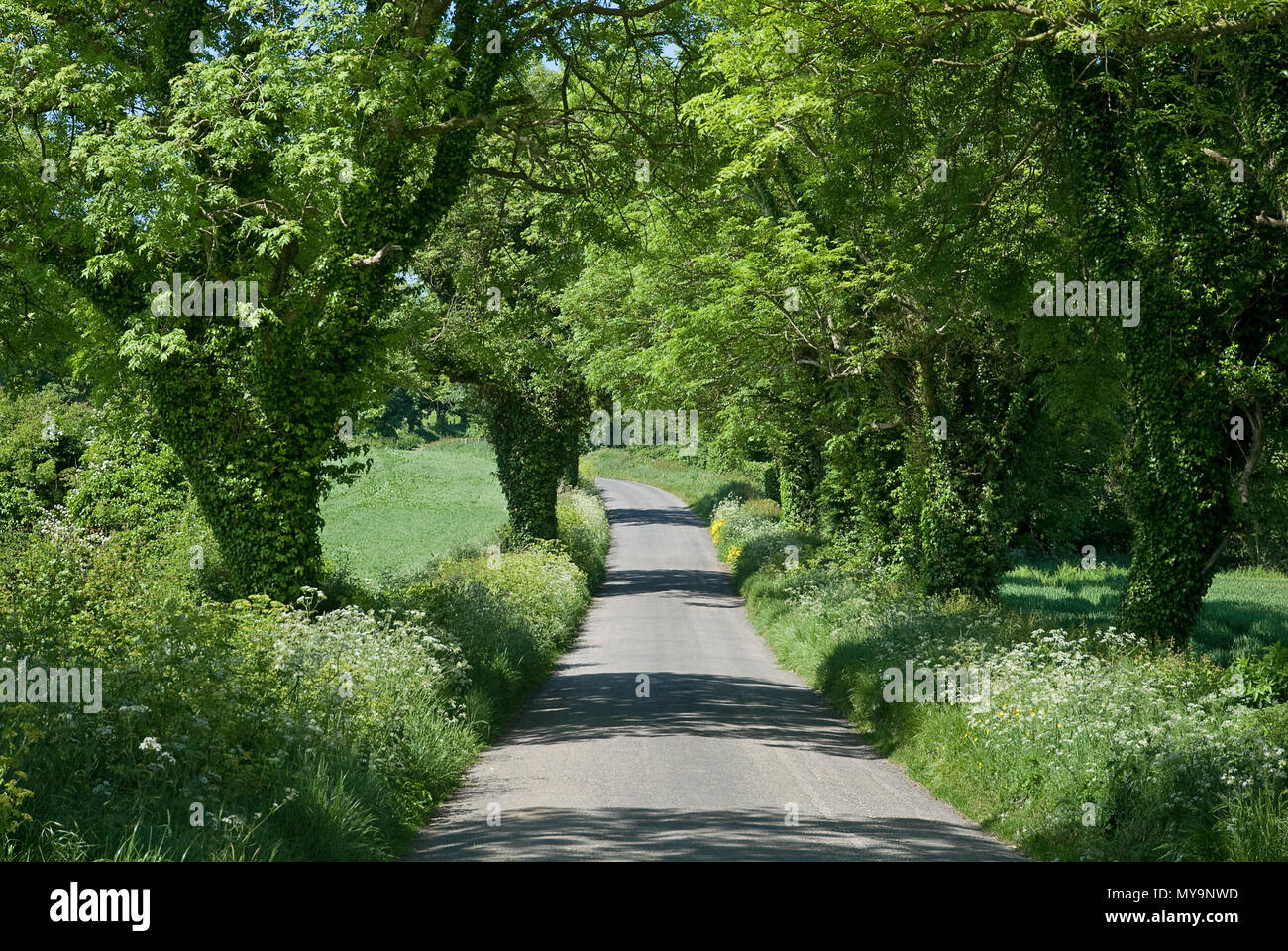 Tree lined unmarked road in the summer, Co Down, Northern Ireland Stock ...