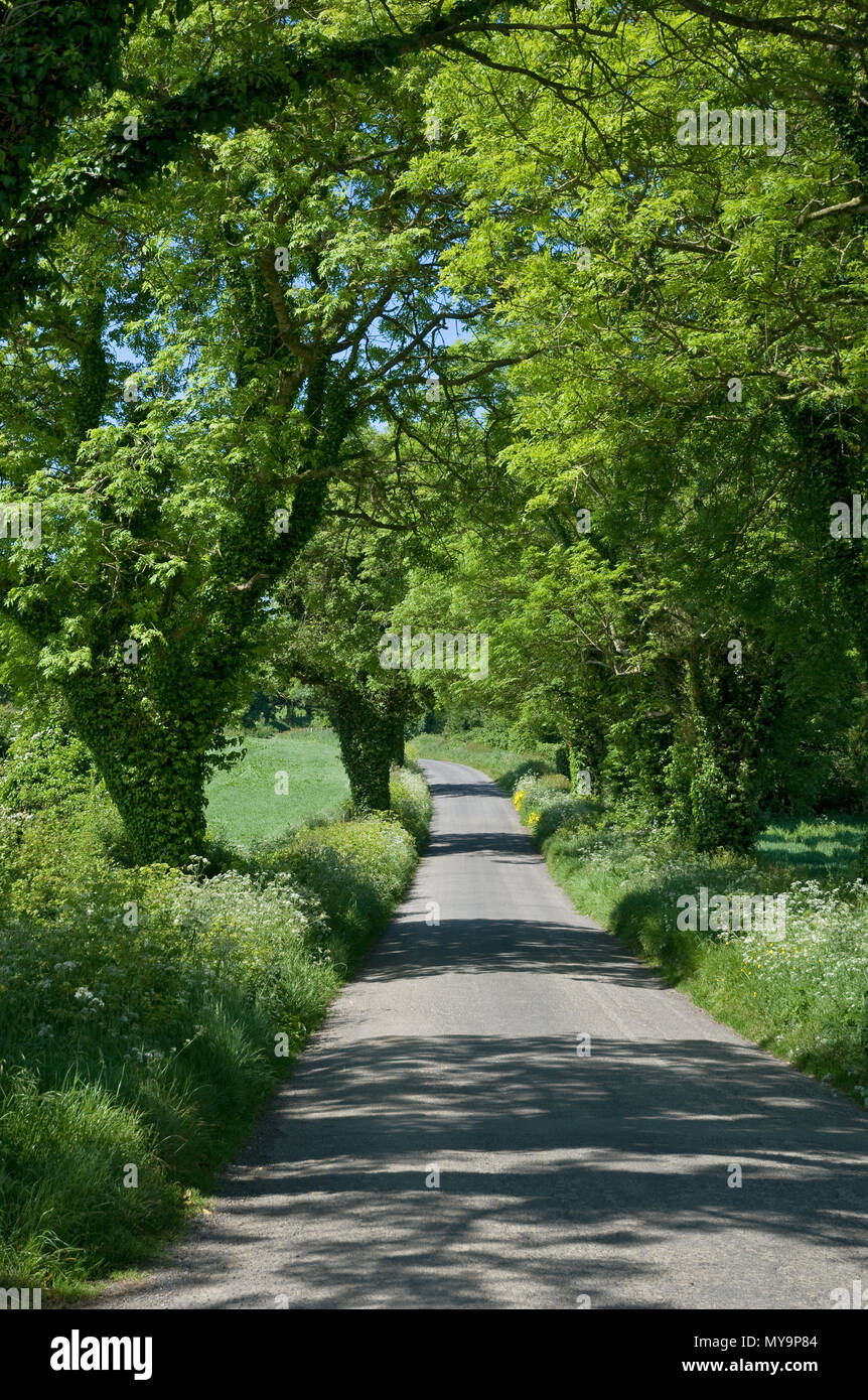 Tree lined unmarked road in the summer, Co Down, Northern Ireland Stock ...