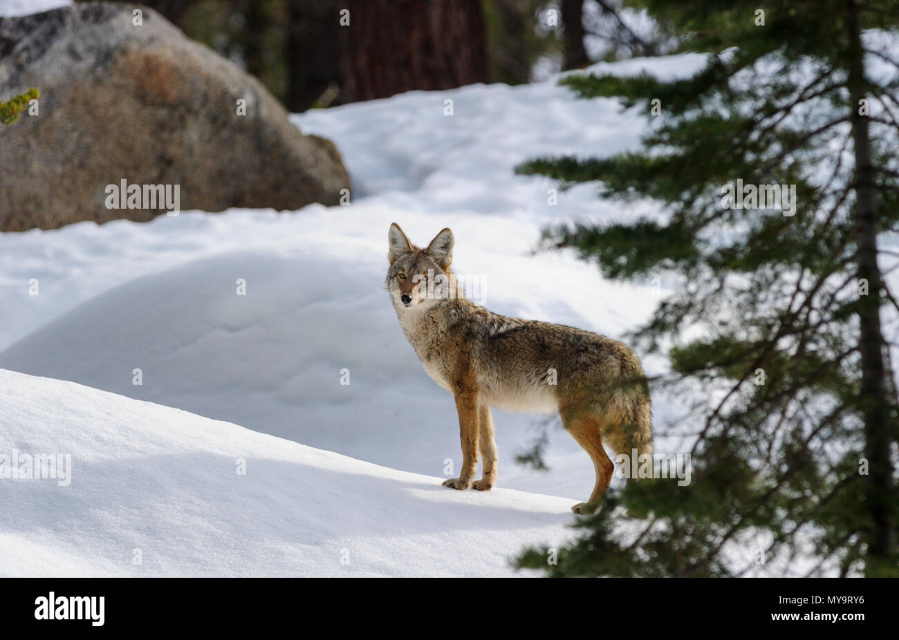 Female coyote in snow covered forest looking through trees Stock Photo ...