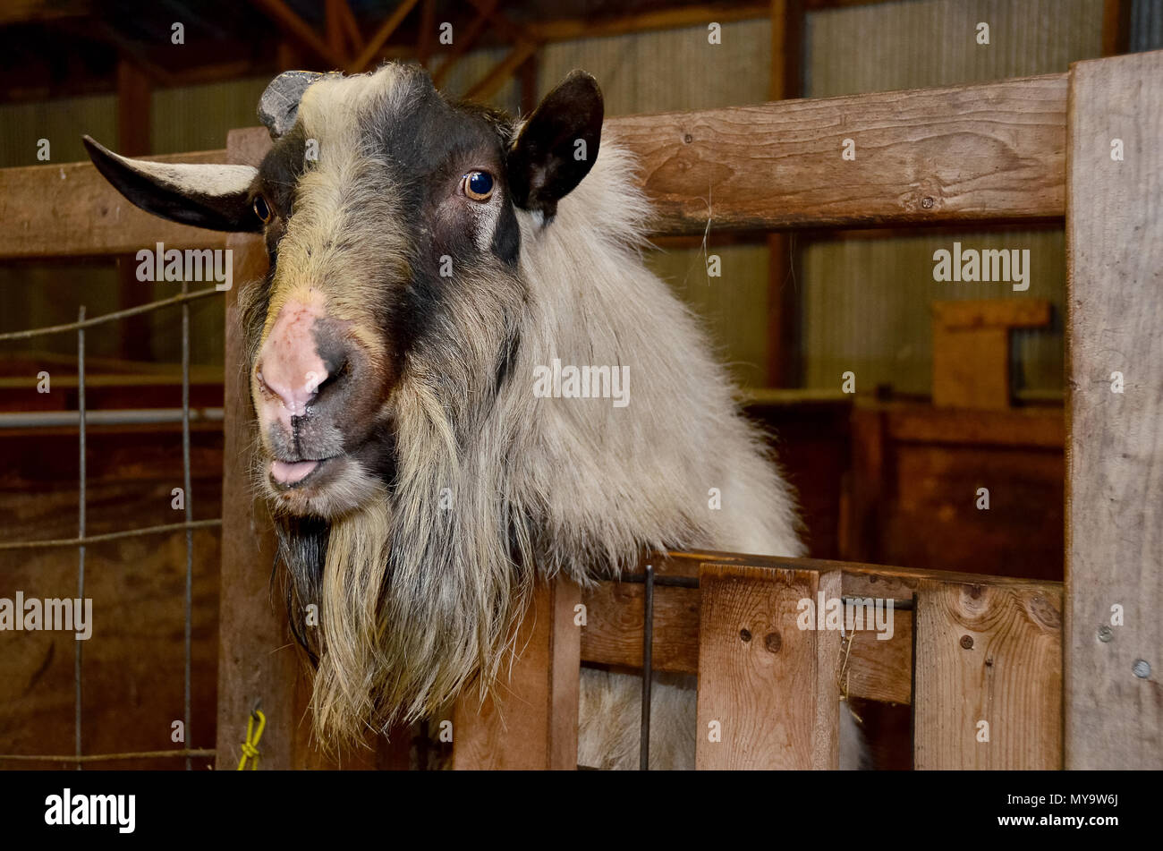 Hairy Goat High Resolution Stock Photography and Images - Alamy