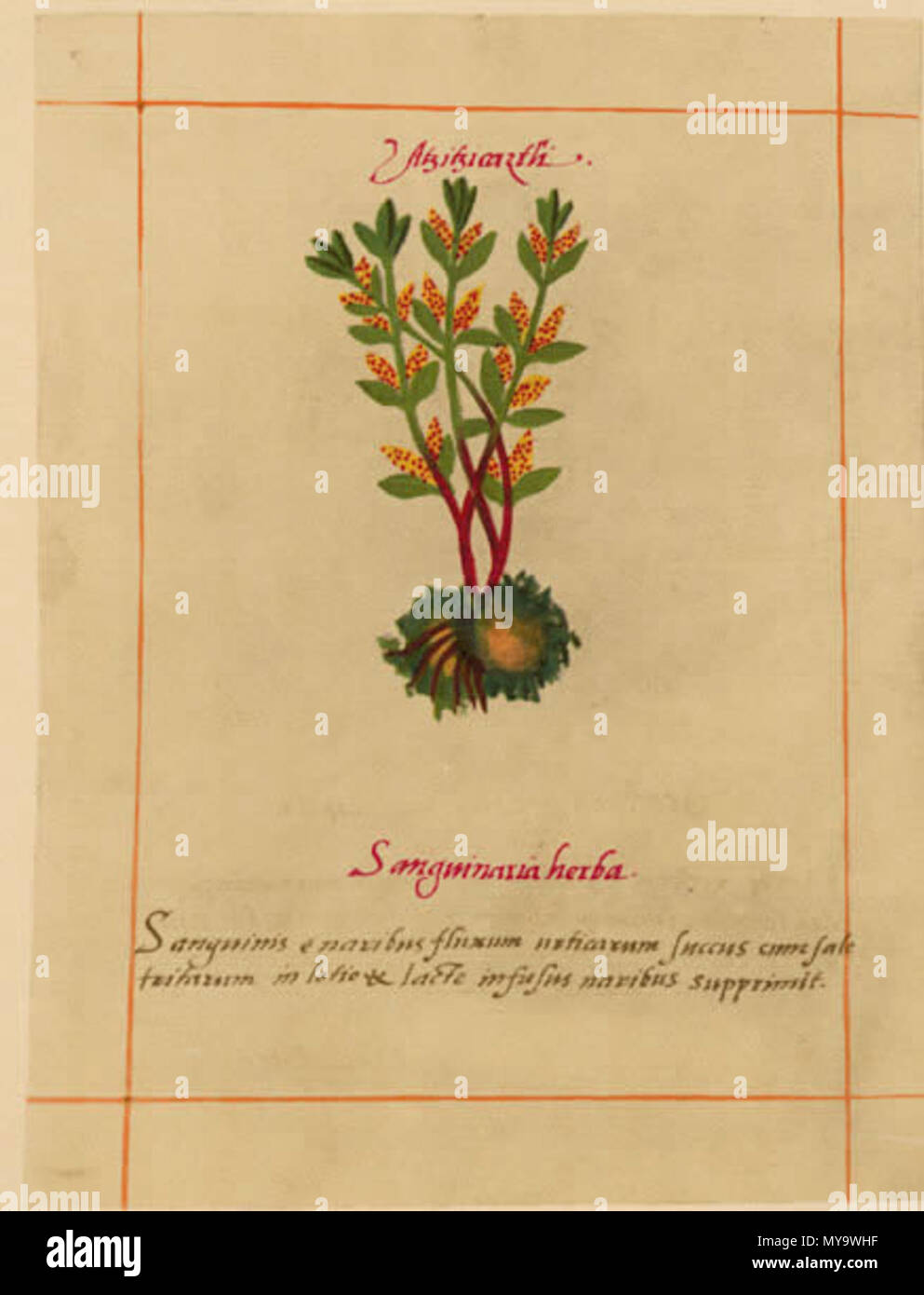 . A page of the Libellus de Medicinalibus Indorum Herbis, an Aztec ...