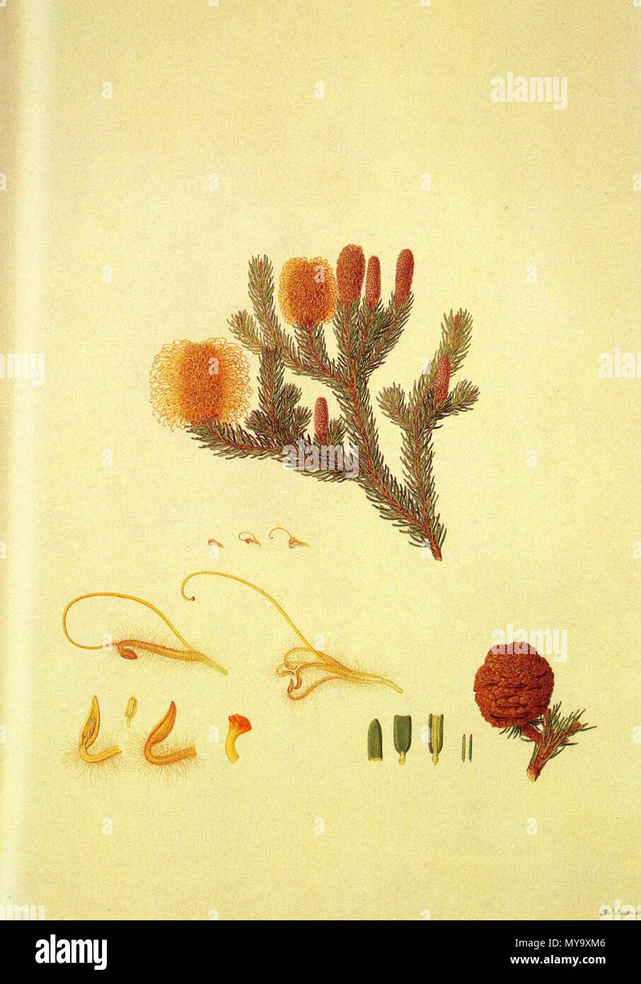 . This is an painting of Banksia pulchella by Ferdinand Bauer, based on ...