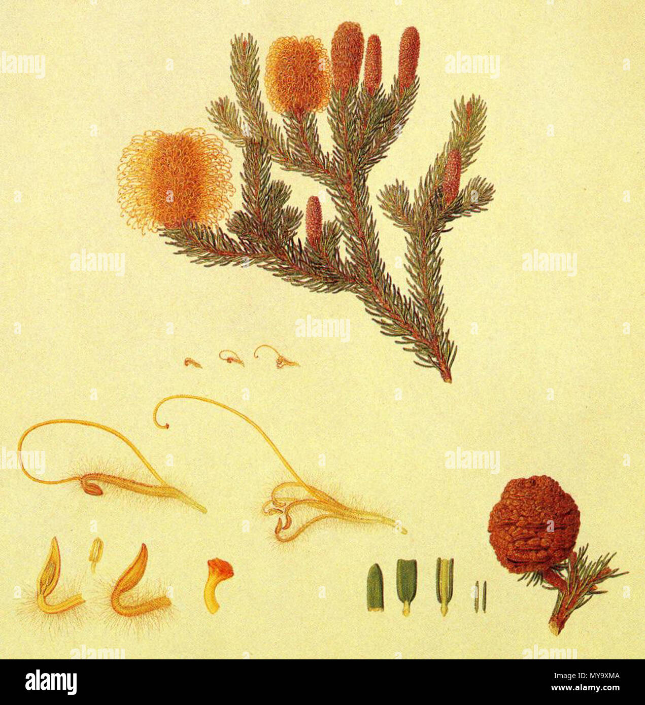 . This is a painting of Banksia pulchella (Teasel Banksia) by Ferdinand ...