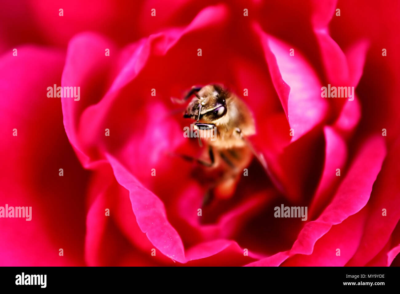 Bee pollinating red rose hi-res stock photography and images - Alamy