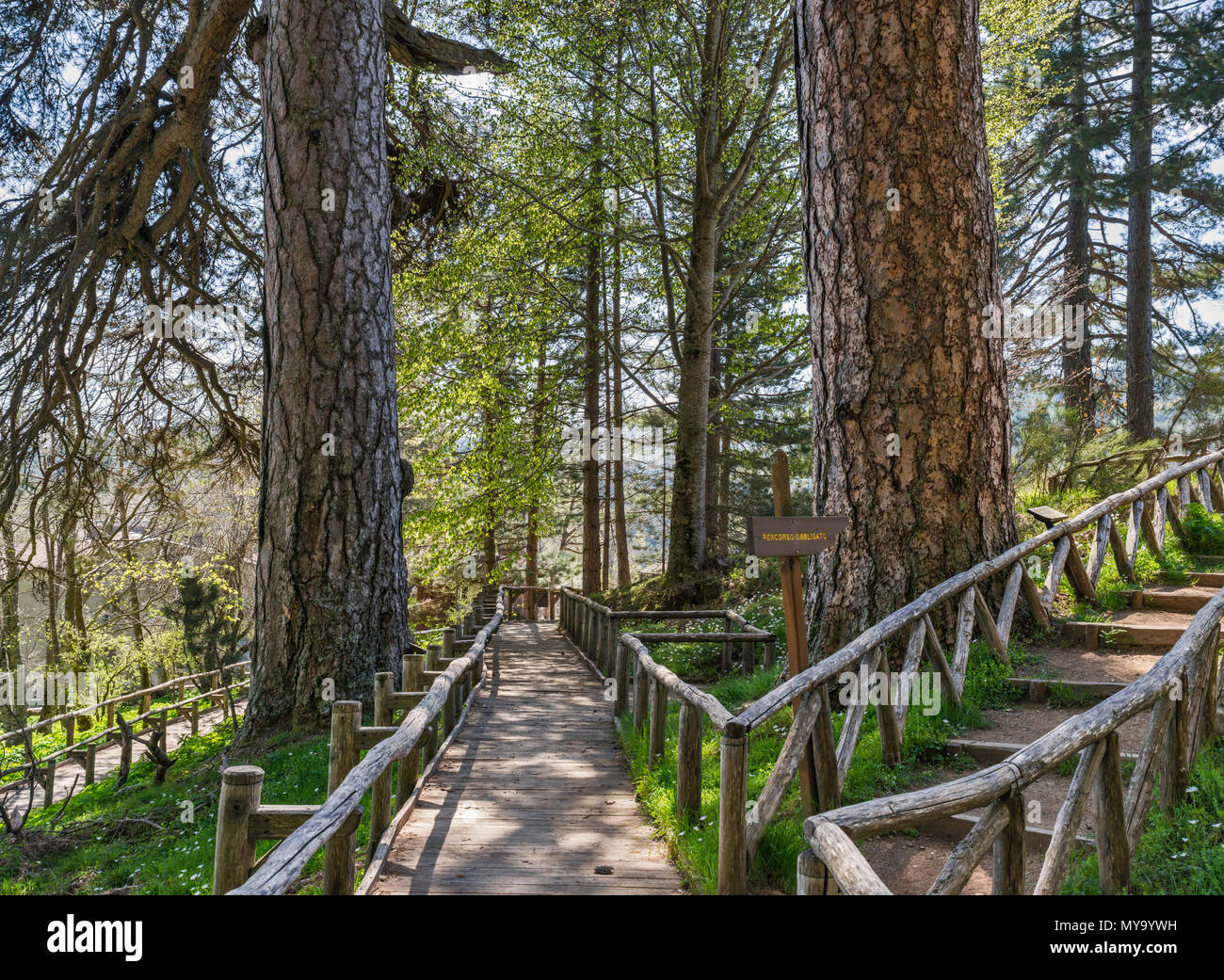 European black pine tree hi-res stock photography and images - Alamy