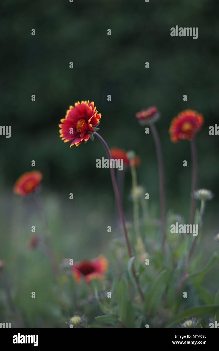 red flowers of rudbeckia Stock Photo - Alamy