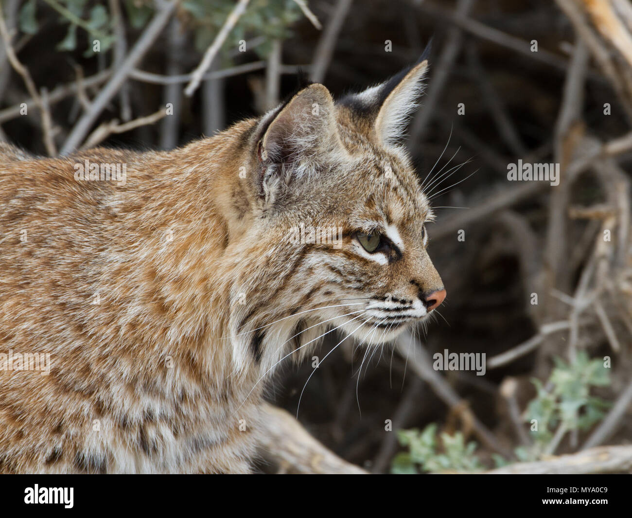 Bob cat hi-res stock photography and images - Alamy