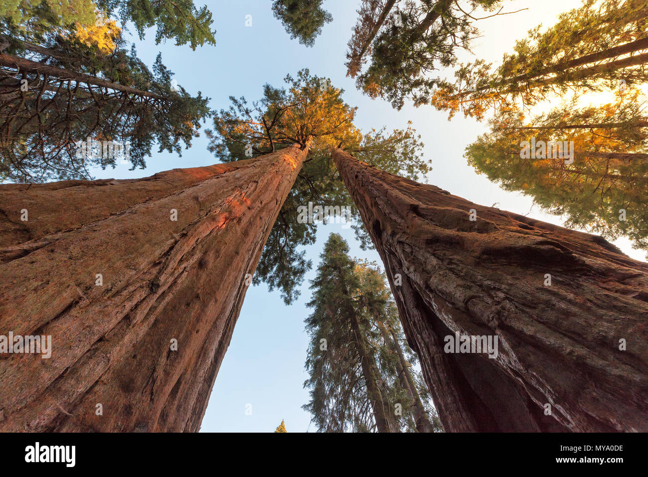Giant Sequoia Trees Stock Photo - Alamy