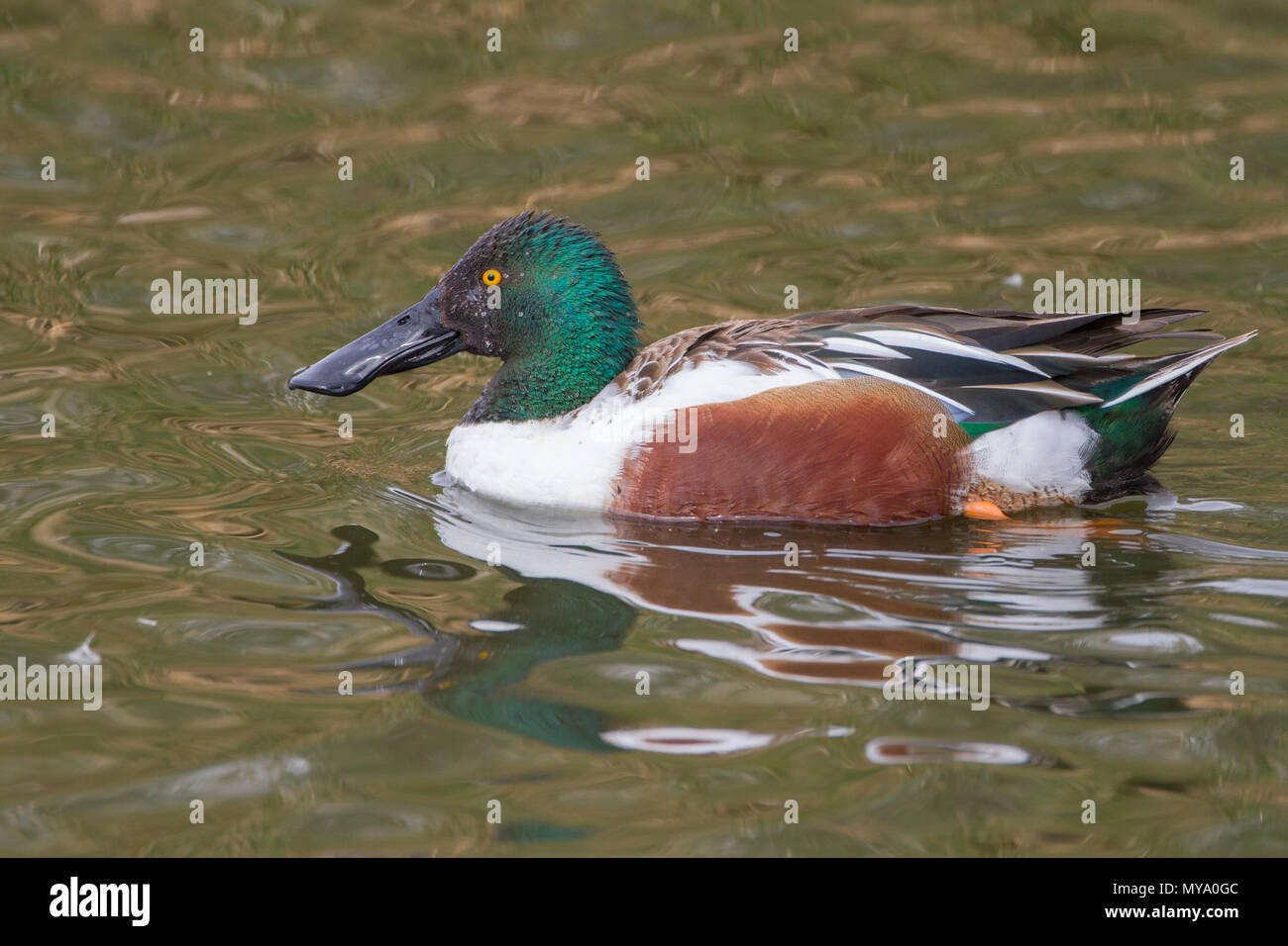 Spoonbill shoveler hi-res stock photography and images - Alamy