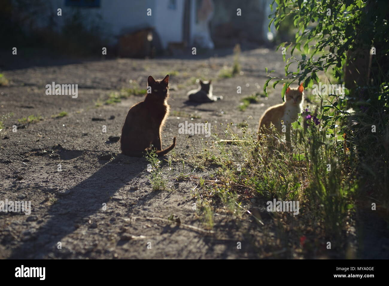 three cats in a rural yard at sunset Stock Photo - Alamy