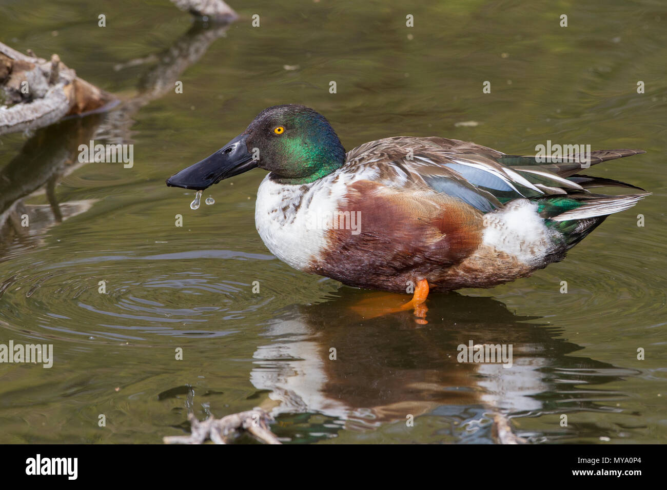 Spoonbill shoveler hi-res stock photography and images - Alamy